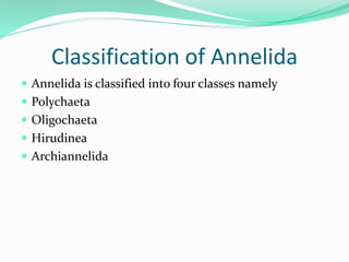 Phlum annelida | PPTX