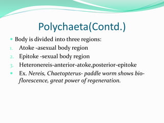 Phlum annelida | PPTX