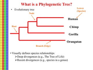 Phlyogenetic trees | PPTX | Genealogy and Ancestry | Hobbies & Interests
