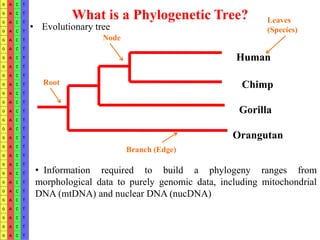 Phlyogenetic trees | PPTX | Genealogy and Ancestry | Hobbies & Interests
