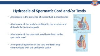 PHM208 Male Rep. Sy.ppt human anatomy and physiology | PPT