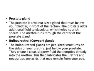 PHMD105-Male-reproductive-system_150838.pptx