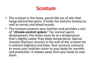 PHMD105-Male-reproductive-system_150838.pptx