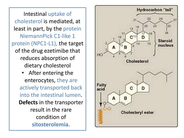 PHMD113-Biosynthesis-of-cholesterol_156776.pptx