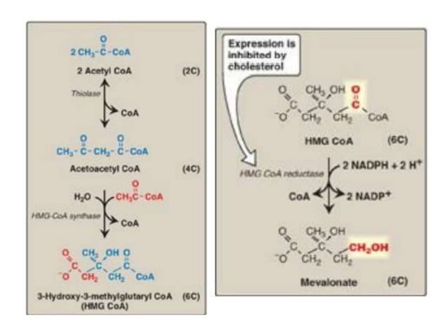 PHMD113-Biosynthesis-of-cholesterol_156776.pptx