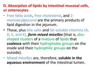 PHMD113-Digestion-and-absorption-of-lipids_156571.pptx