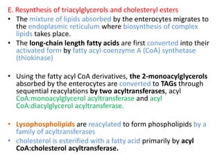 PHMD113-Digestion-and-absorption-of-lipids_156571.pptx