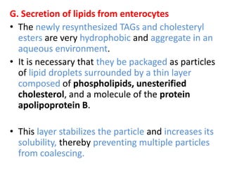 PHMD113-Digestion-and-absorption-of-lipids_156571.pptx