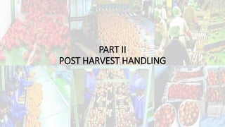 Post harvest engineering of fruits and vegetables | PDF