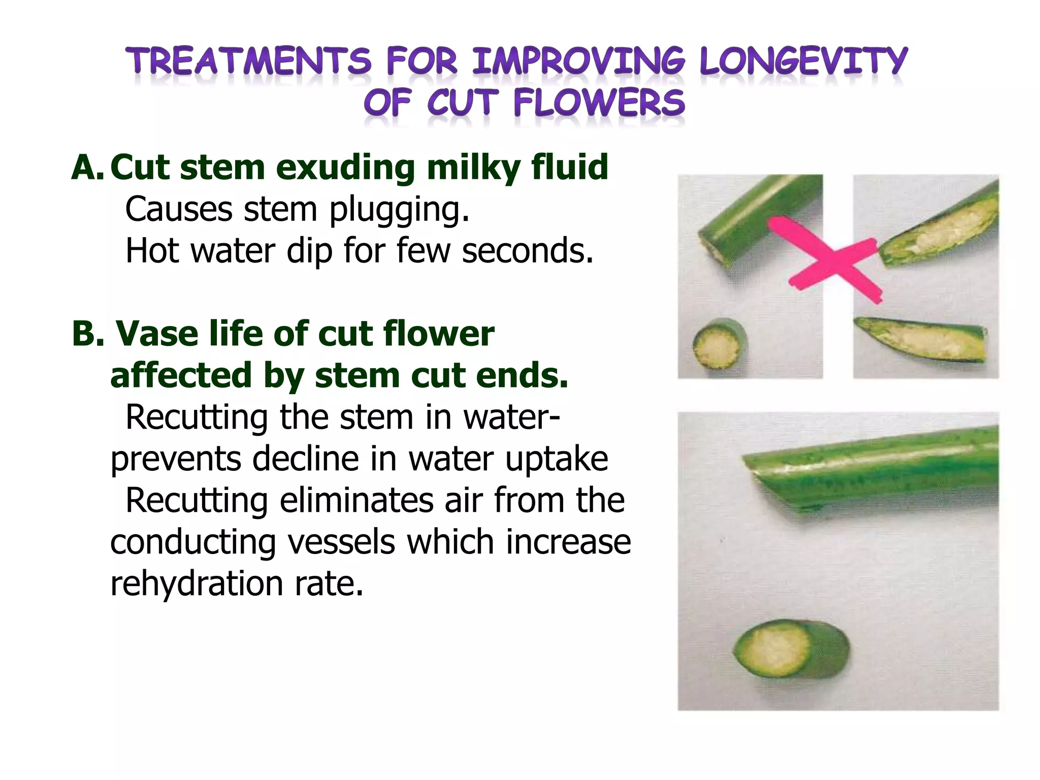 Postharvest Management of Cut Flower by Dr. L. Jeebit Singh | PPTX