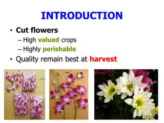 Postharvest Management of Cut Flower by Dr. L. Jeebit Singh | PPTX