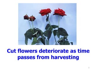 Postharvest Management of Cut Flower by Dr. L. Jeebit Singh | PPTX