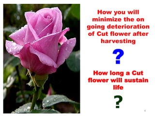 Postharvest Management of Cut Flower by Dr. L. Jeebit Singh | PPTX