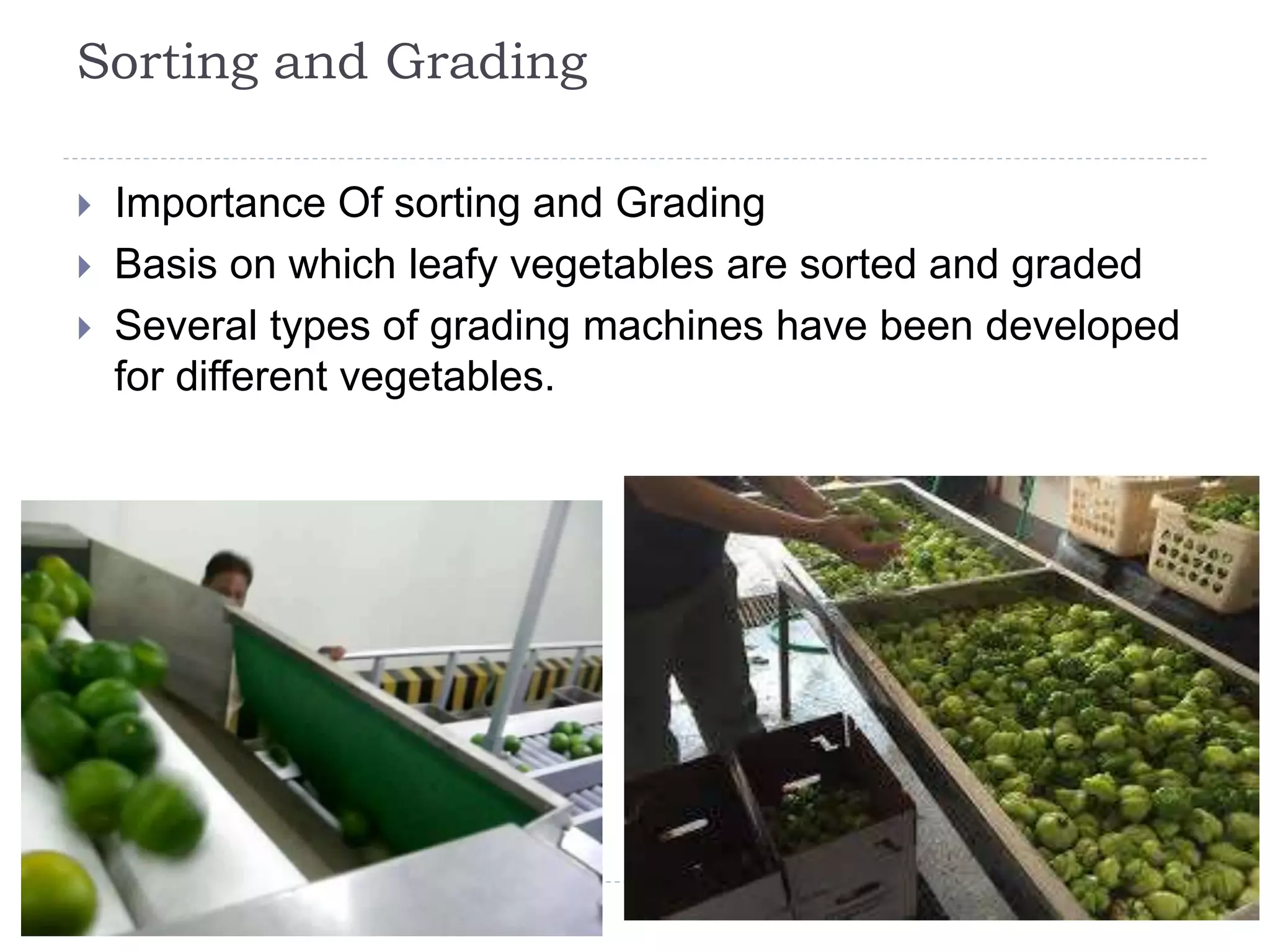 Post harvest management of green leafy vegetables | PPTX
