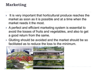 Post harvest management of green leafy vegetables | PPTX