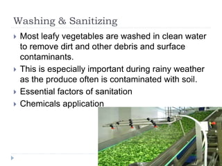 Post harvest management of green leafy vegetables | PPTX