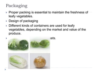 Post harvest management of green leafy vegetables | PPTX