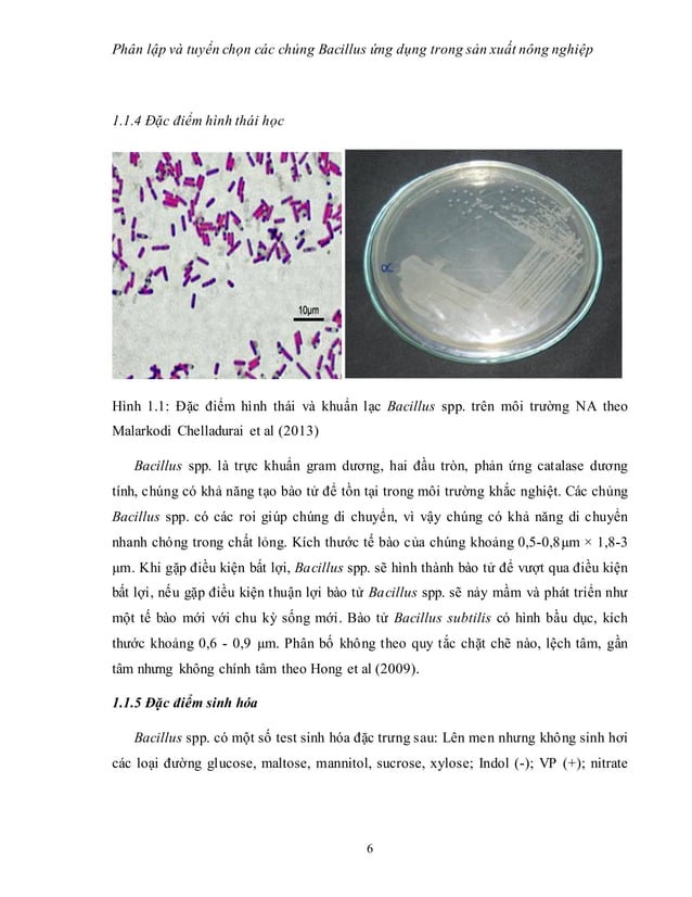 Phân lập và tuyển chọn các chủng bacillus ứng dụng trong sản xuất nông nghiệp | PDF | Chemistry ...