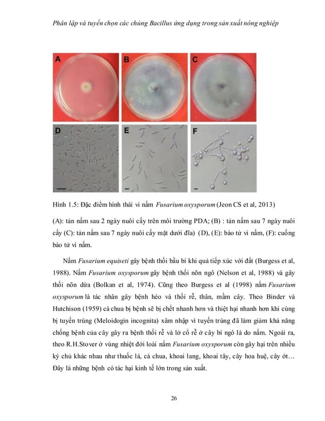 Phân lập và tuyển chọn các chủng bacillus ứng dụng trong sản xuất nông nghiệp | PDF | Chemistry ...