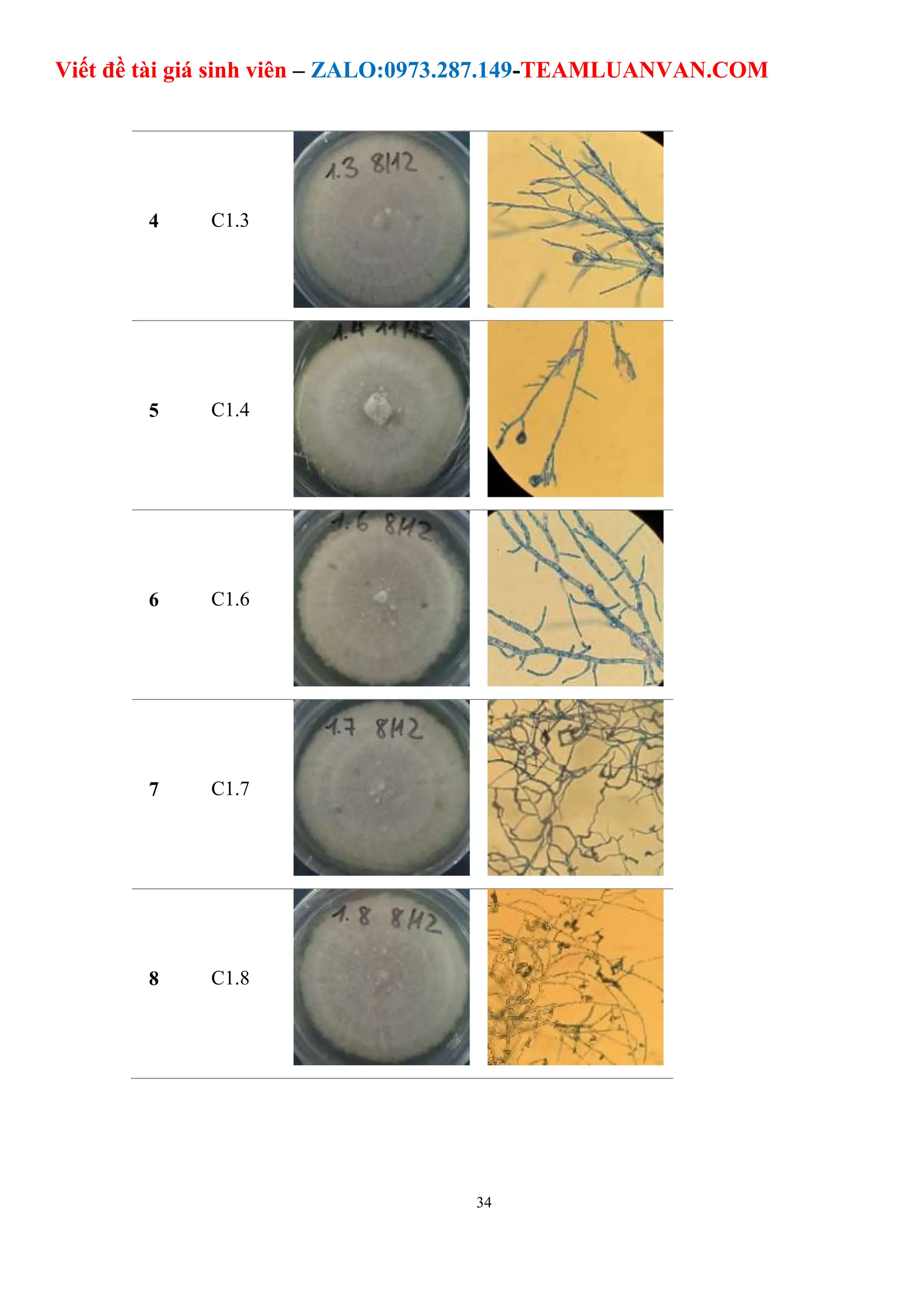 Phân lập và tuyển chọn các chủng bacillus spp.Có khả năng đối kháng sinh học với nấm ...