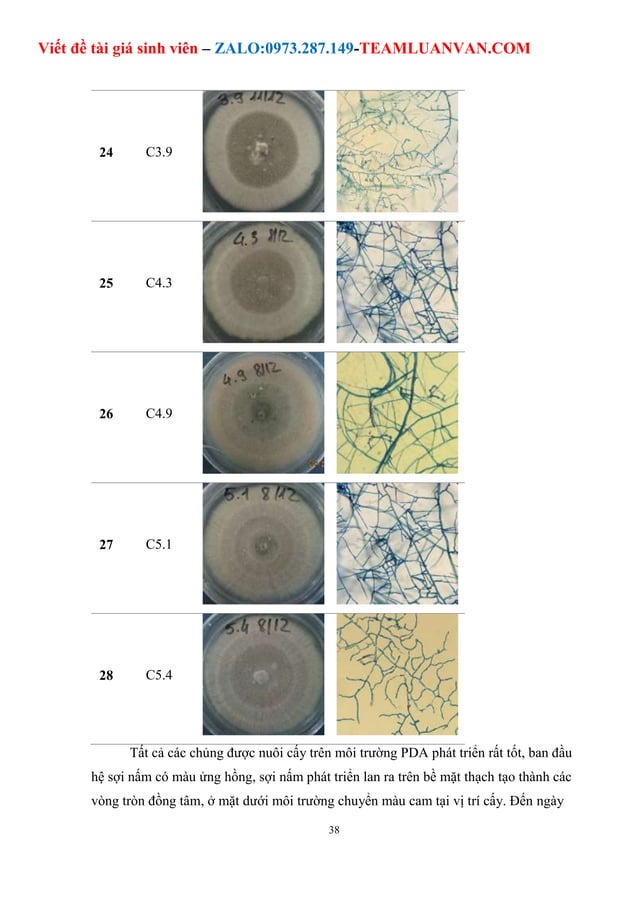 Phân lập và tuyển chọn các chủng bacillus spp.Có khả năng đối kháng sinh học với nấm ...