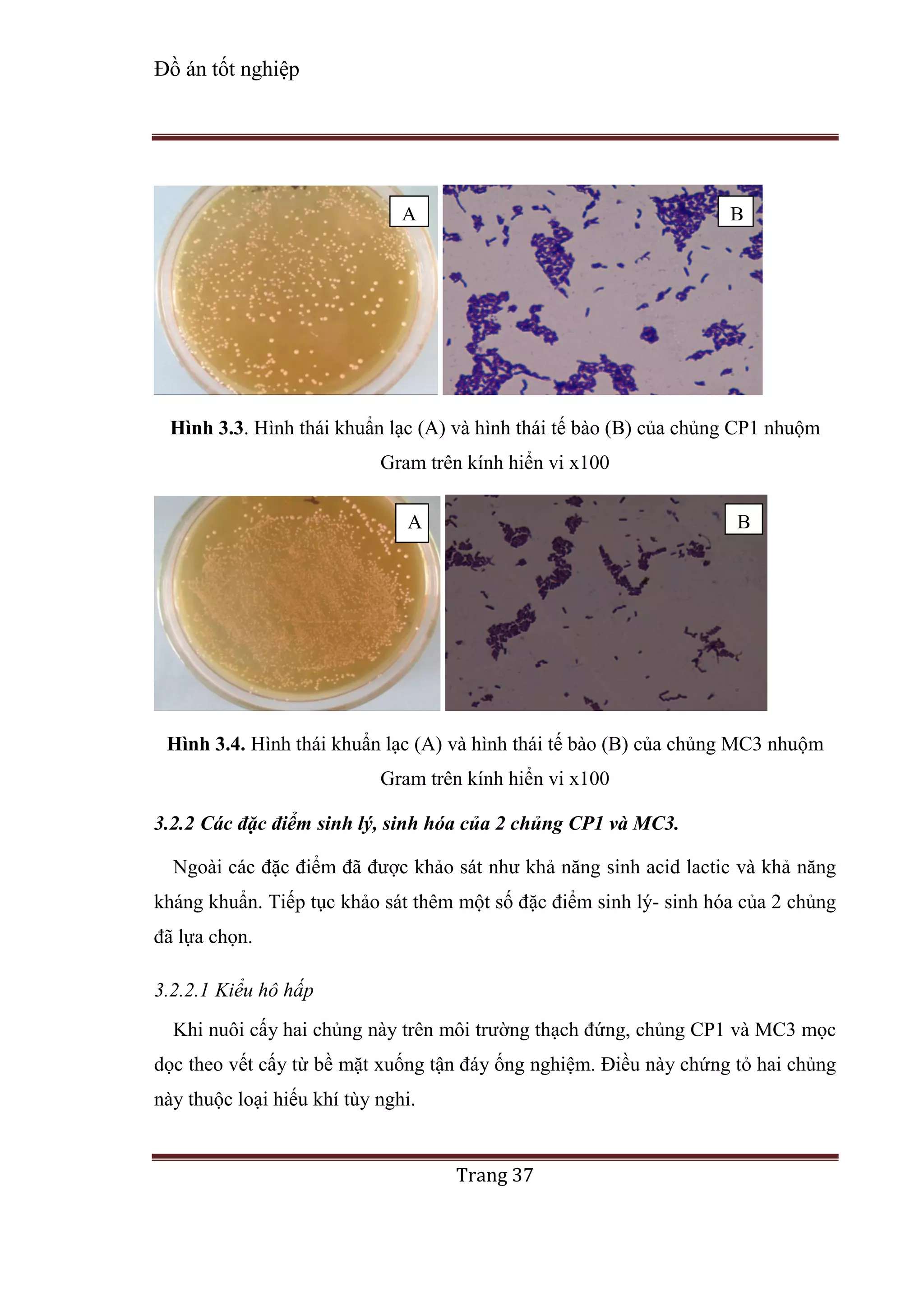 Phân lập và tuyển chọn lactobacillus sp. từ thực vật ủ chua có tiềm năng sản xuất probiotic | PDF