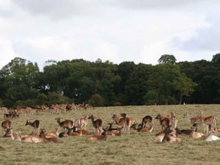 Phoenix Park | PPT