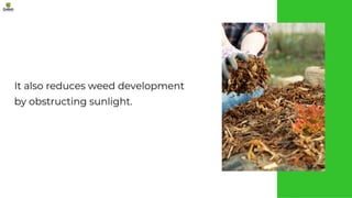 Phoenix Weed Control Strategies That Work | PPTX
