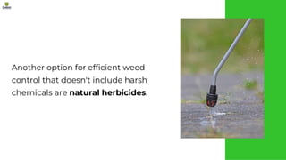 Phoenix Weed Control Strategies That Work | PPTX