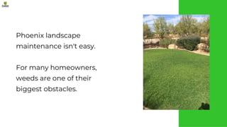 Phoenix Weed Control Strategies That Work | PPTX