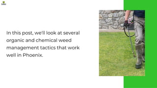 Phoenix Weed Control Strategies That Work | PPTX