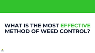 Phoenix Weed Control Strategies That Work | PPTX