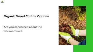 Phoenix Weed Control Strategies That Work | PPTX