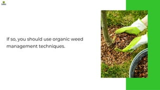Phoenix Weed Control Strategies That Work | PPTX
