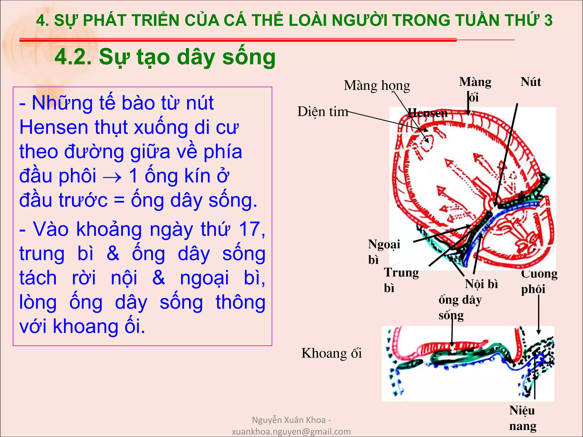 Phoi thai dai cuong | PDF