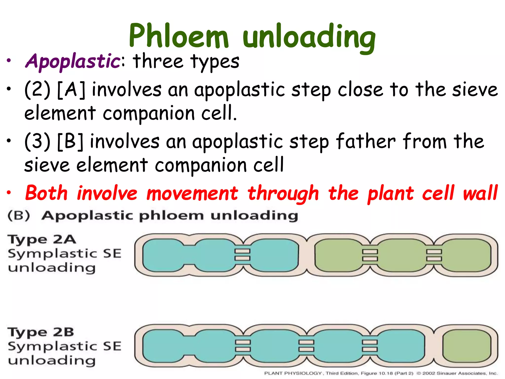 pholoem loading.ppt
