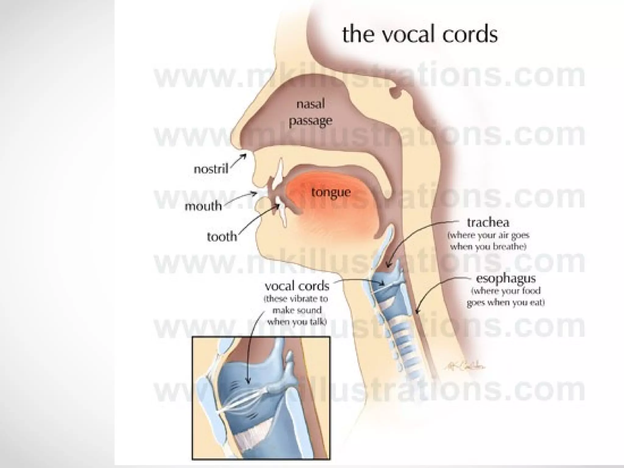 Speech Processes (Phonation and Articulation) | PPT