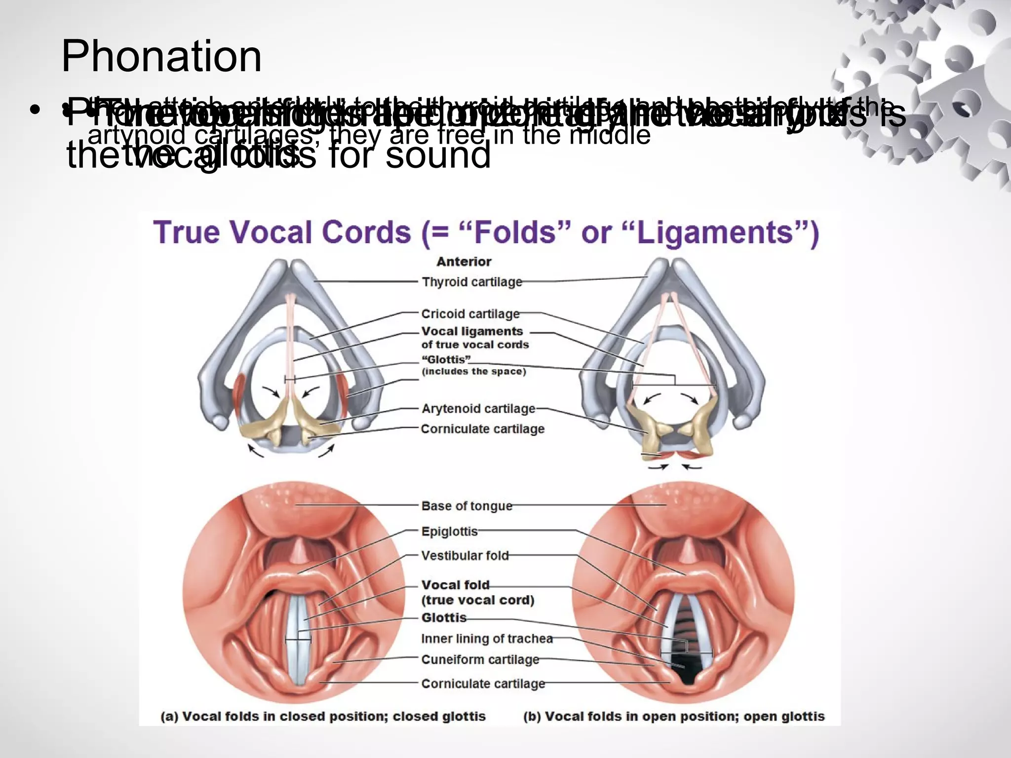 Speech Processes (Phonation and Articulation) | PPT