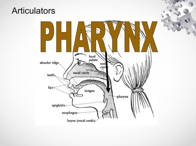Speech Processes (Phonation and Articulation) | PPT | Dental Health ...