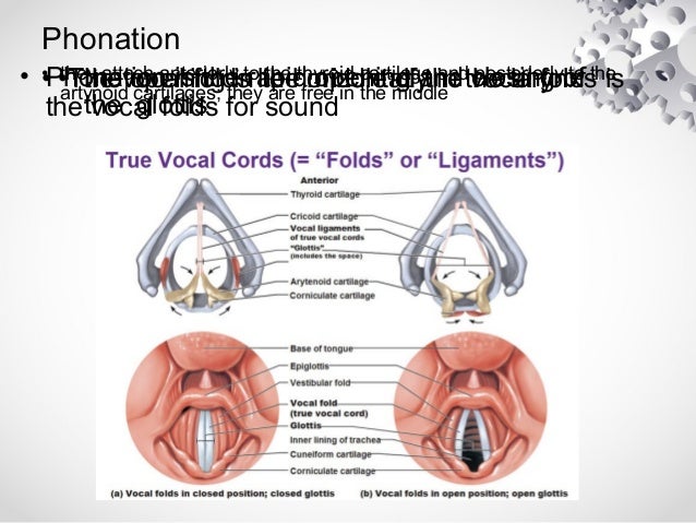 Speech Processes (Phonation and Articulation)