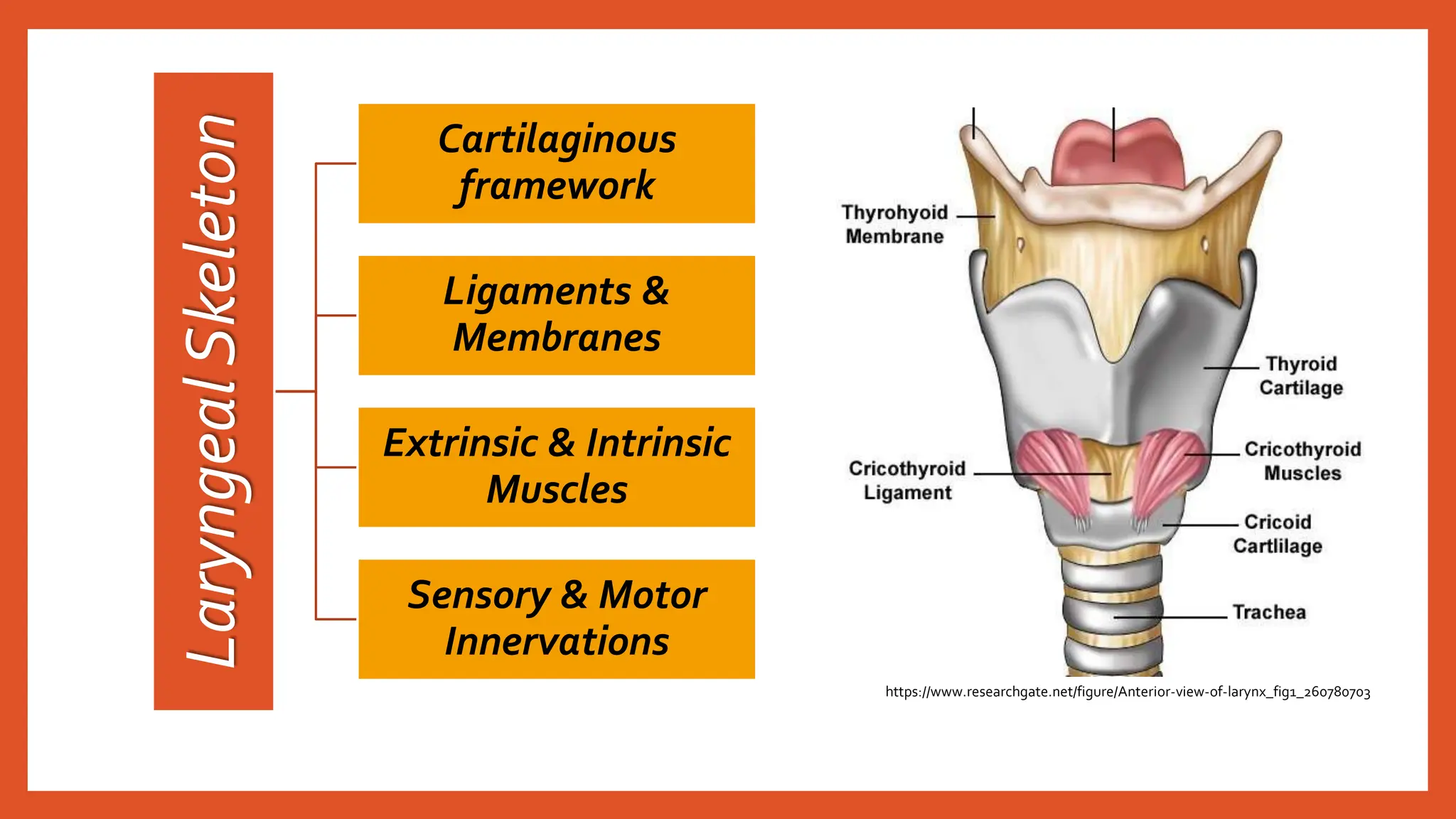 Phonatory System- Anatomy & Physiology.pptx