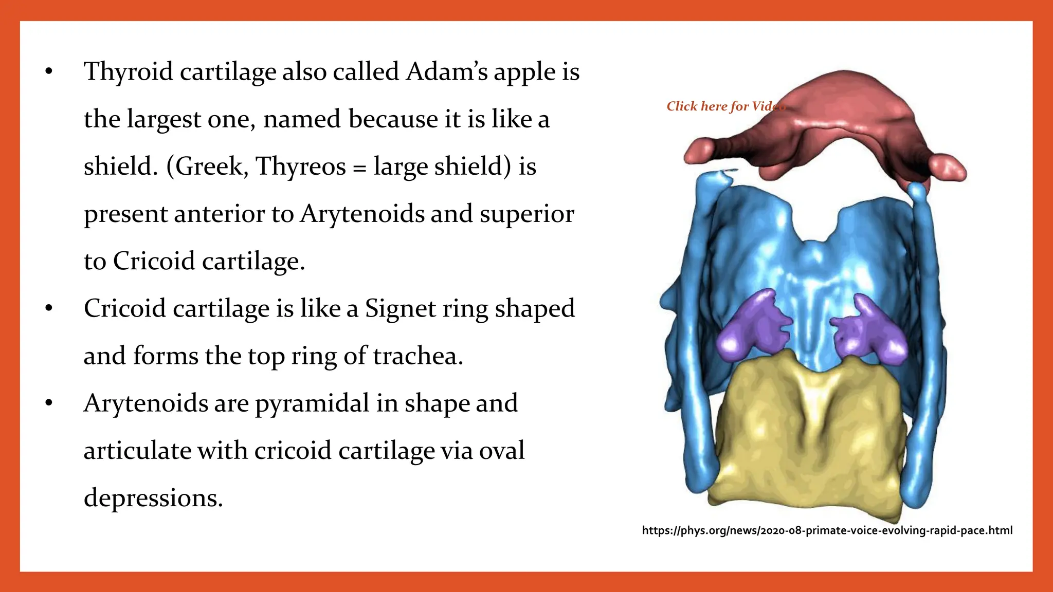Phonatory System- Anatomy & Physiology.pptx