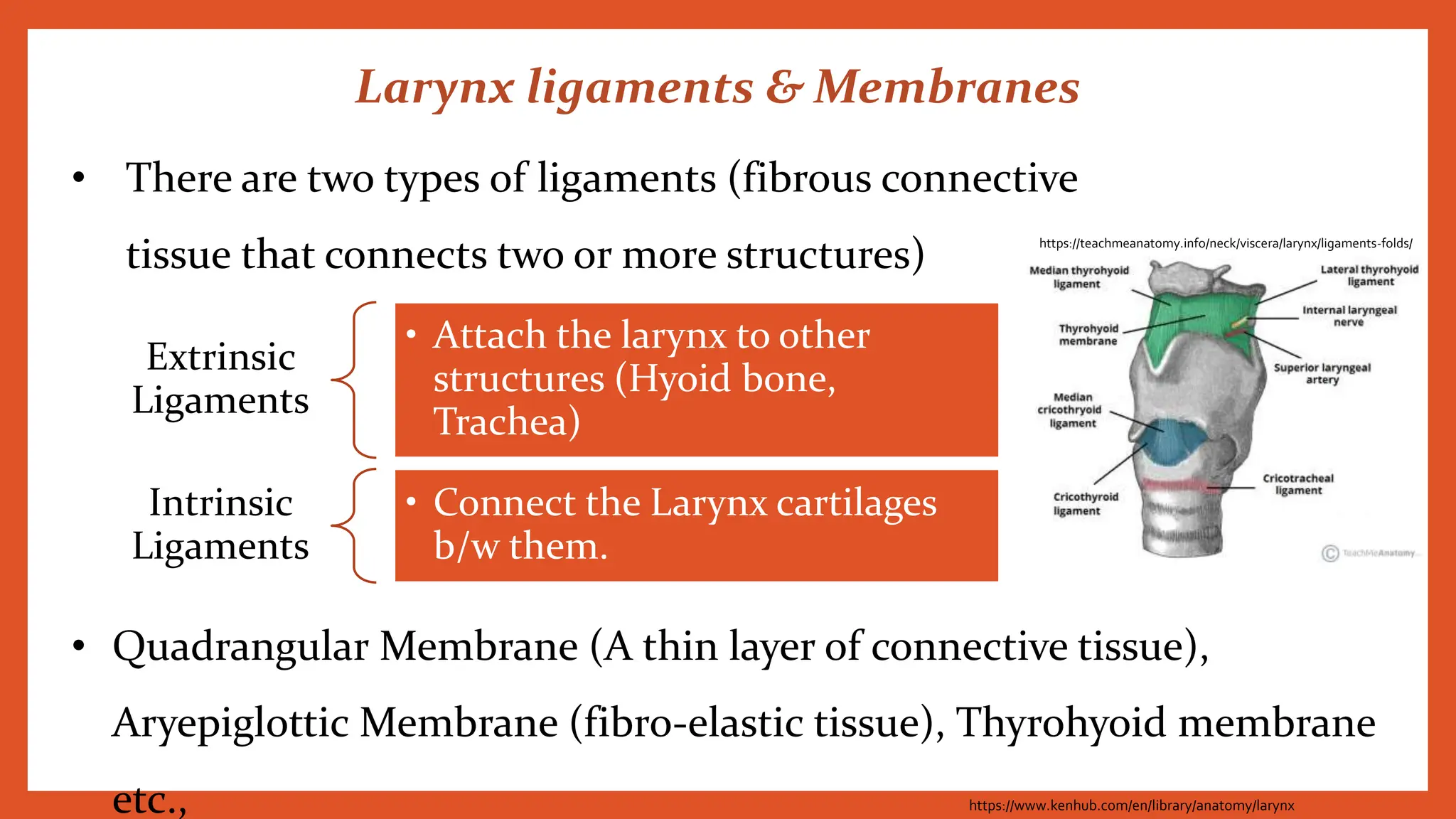 Phonatory System- Anatomy & Physiology.pptx
