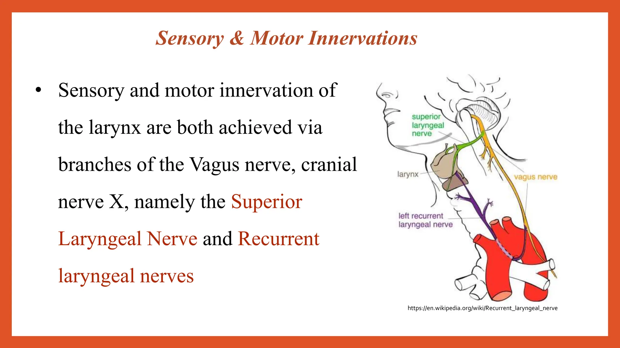 Phonatory System- Anatomy & Physiology.pptx