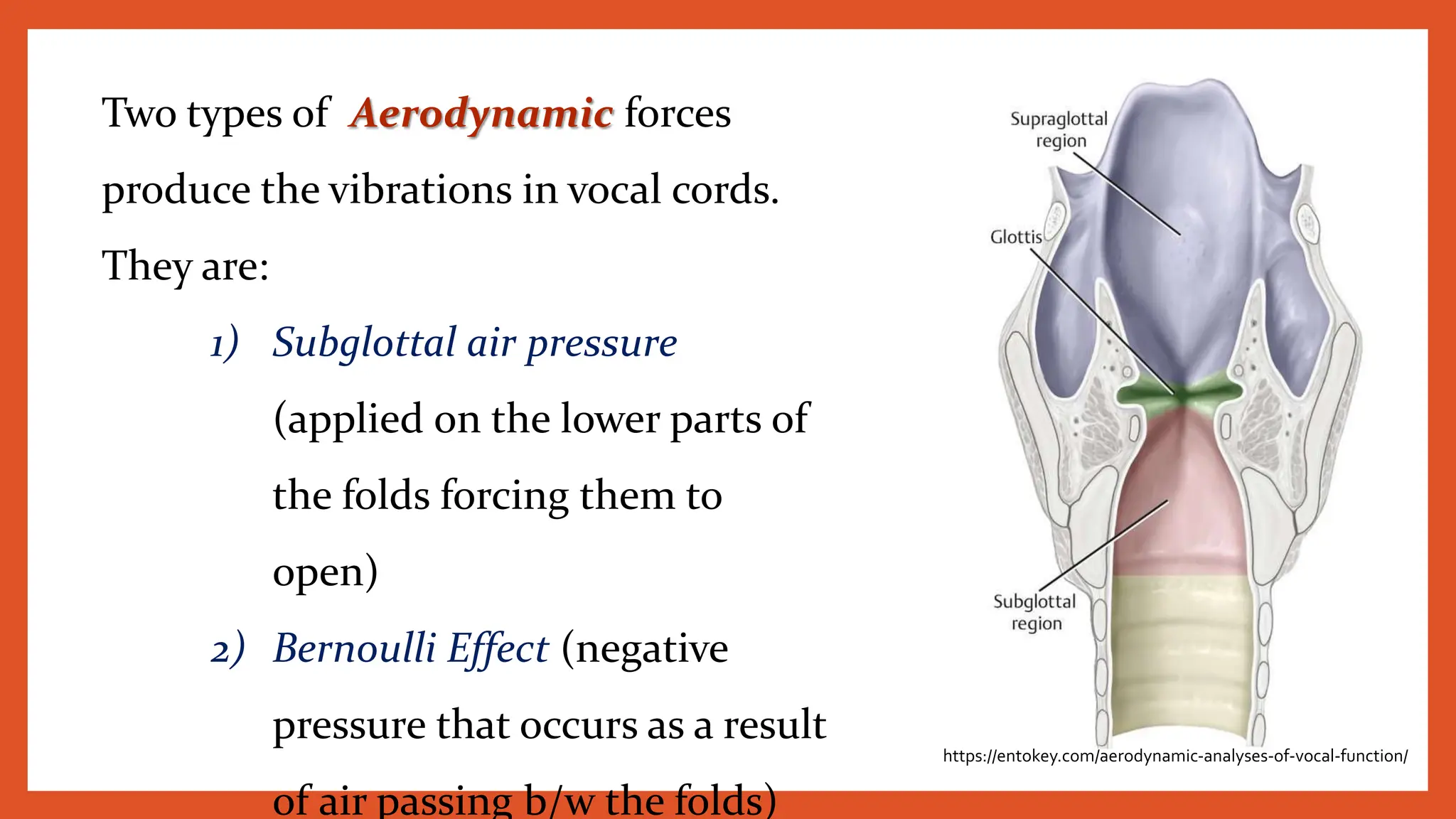 Phonatory System- Anatomy & Physiology.pptx