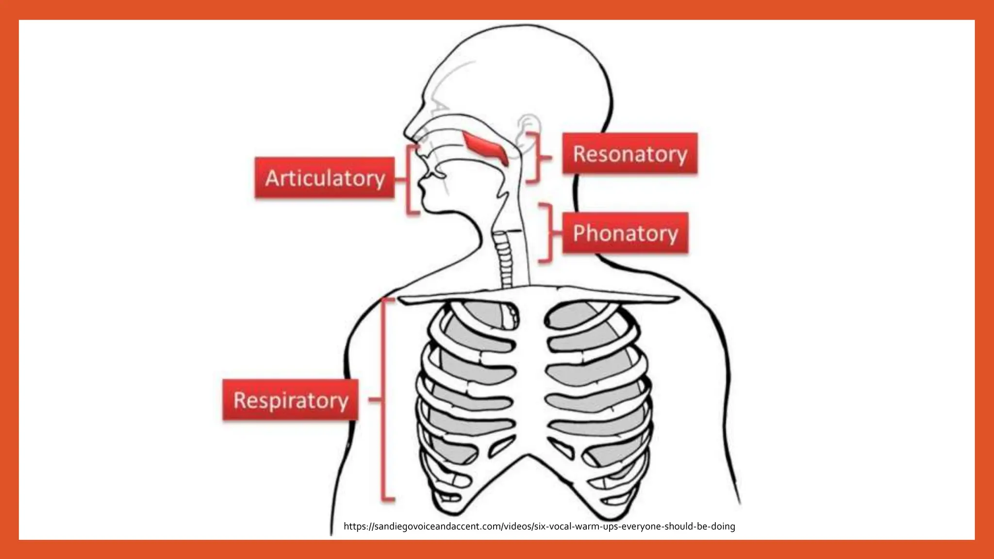 Phonatory System- Anatomy & Physiology.pptx