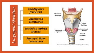 Phonatory System- Anatomy & Physiology.pptx
