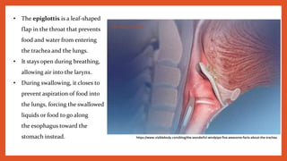 Phonatory System- Anatomy & Physiology.pptx