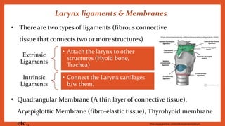 Phonatory System- Anatomy & Physiology.pptx