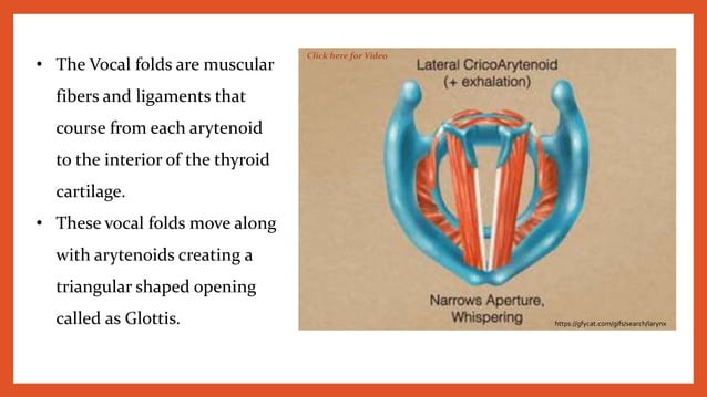 Phonatory System- Anatomy & Physiology.pptx